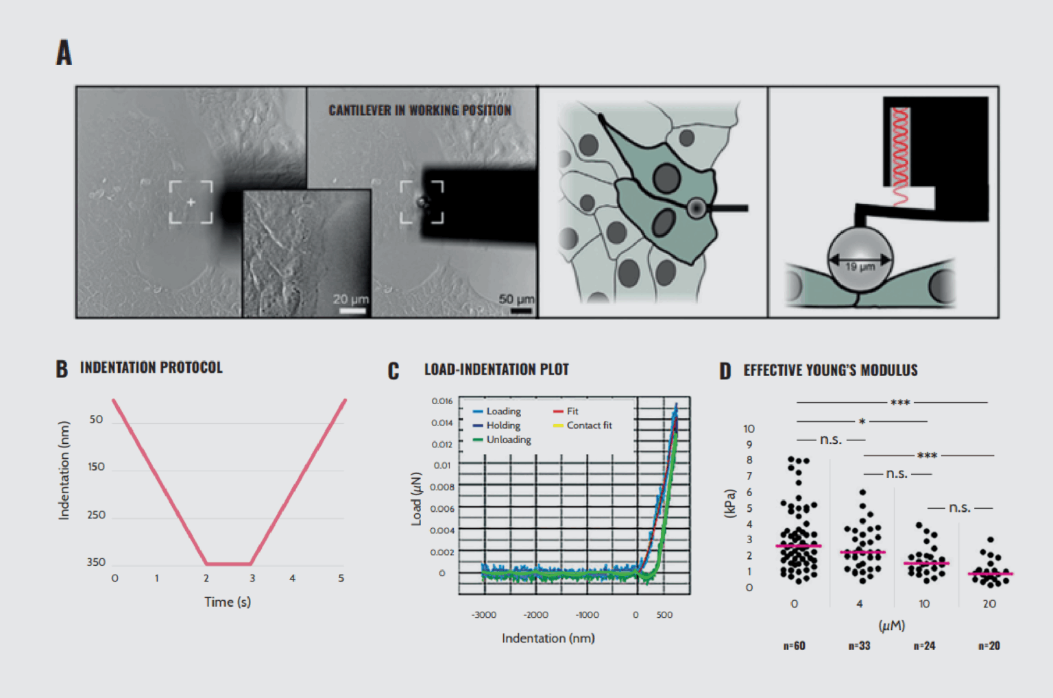 From single cells to complex 3D environments - Optics11 Life