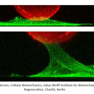 Publications with Piuma and Chiaro Nanoindenters - Optics11 Life