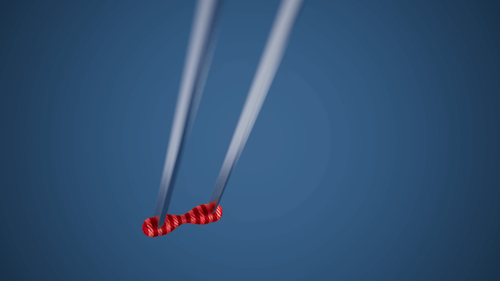 Cuore: Advanced 3D Muscle Contraction Modeling Platform